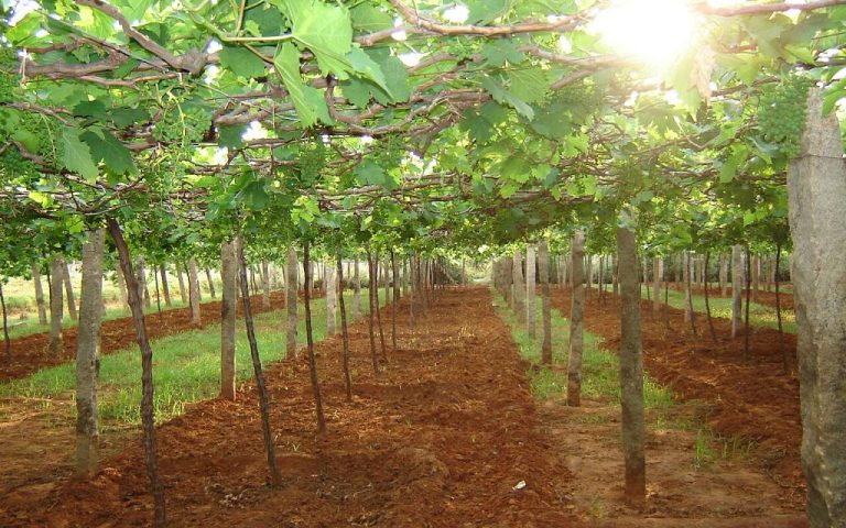 Revolutionizing Grape Cultivation: Innovations Shaping the Future of ...